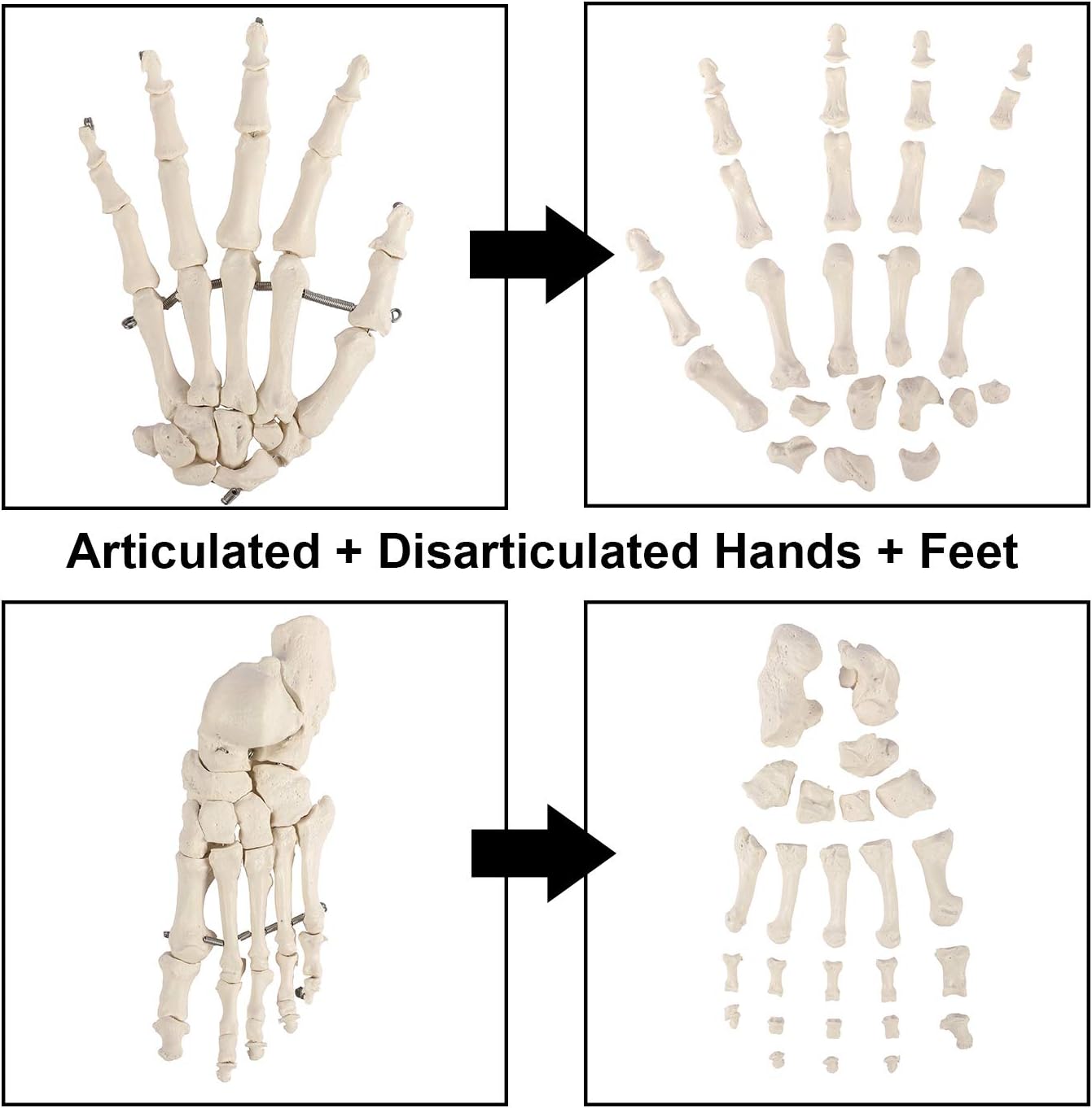 VEVOR Disarticulated Skeleton 62 inch Model Height Disarticulated Human ...