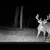 Amazon.com : Primos Bullet Proof 2 8MP Trail Camera : Sports & Outdoors