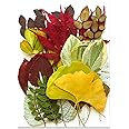 Amazon.com: 35 Pcs Dried Pressed Flowers Dry Leaves for Crafts Art DIY ...
