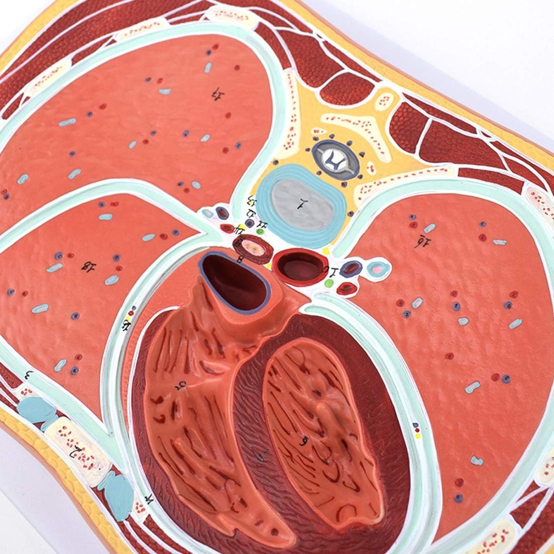 Yd&h Scientific Human Anatomy Thoracic Cavity Transverse Model Cardiac ...