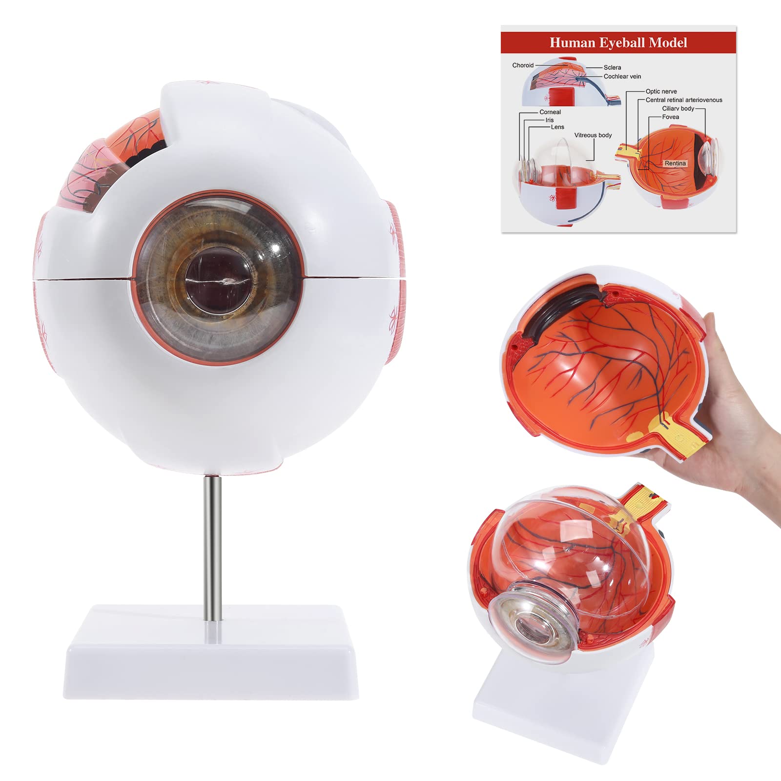 Mua SKUMOD Eyeball Anatomical Model, Detachable Eyeball Model 7 Parts ...