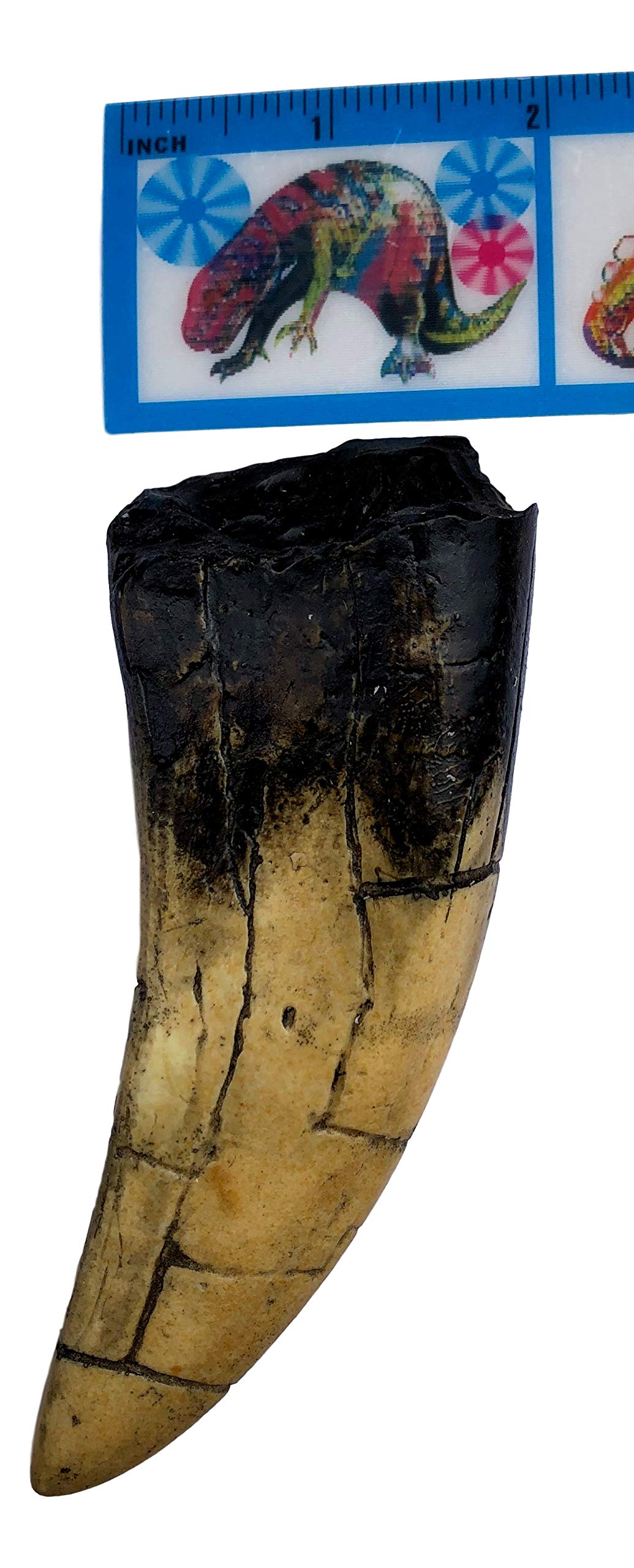 Mua T-Rex - Tyrannosaurus Rex Dinosaur Tooth Replica trên Amazon Mỹ ...