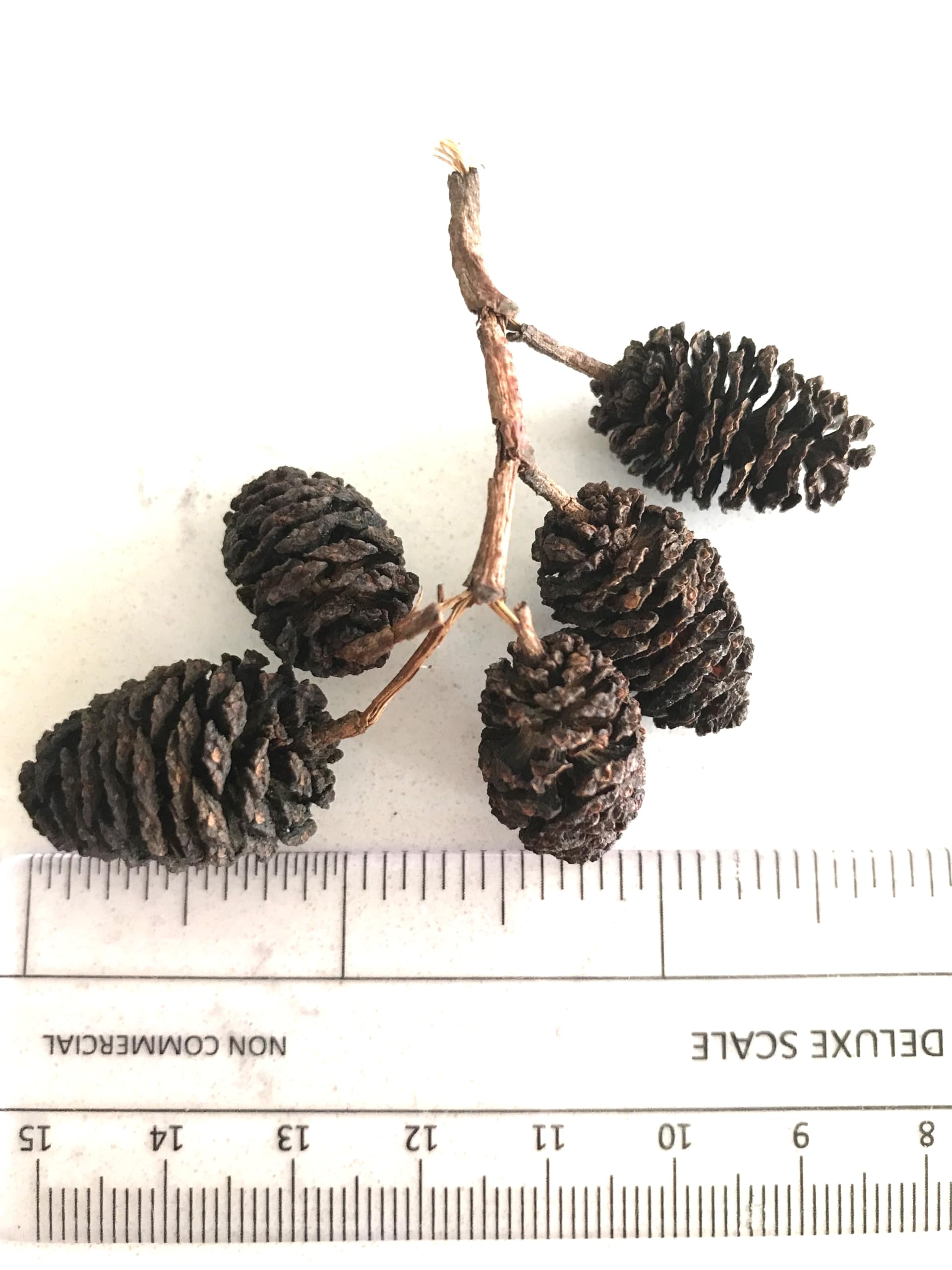 Mua Hexagrowth Alder Cones 30 Pack, Full of Tannins, Enhance Immunity ...