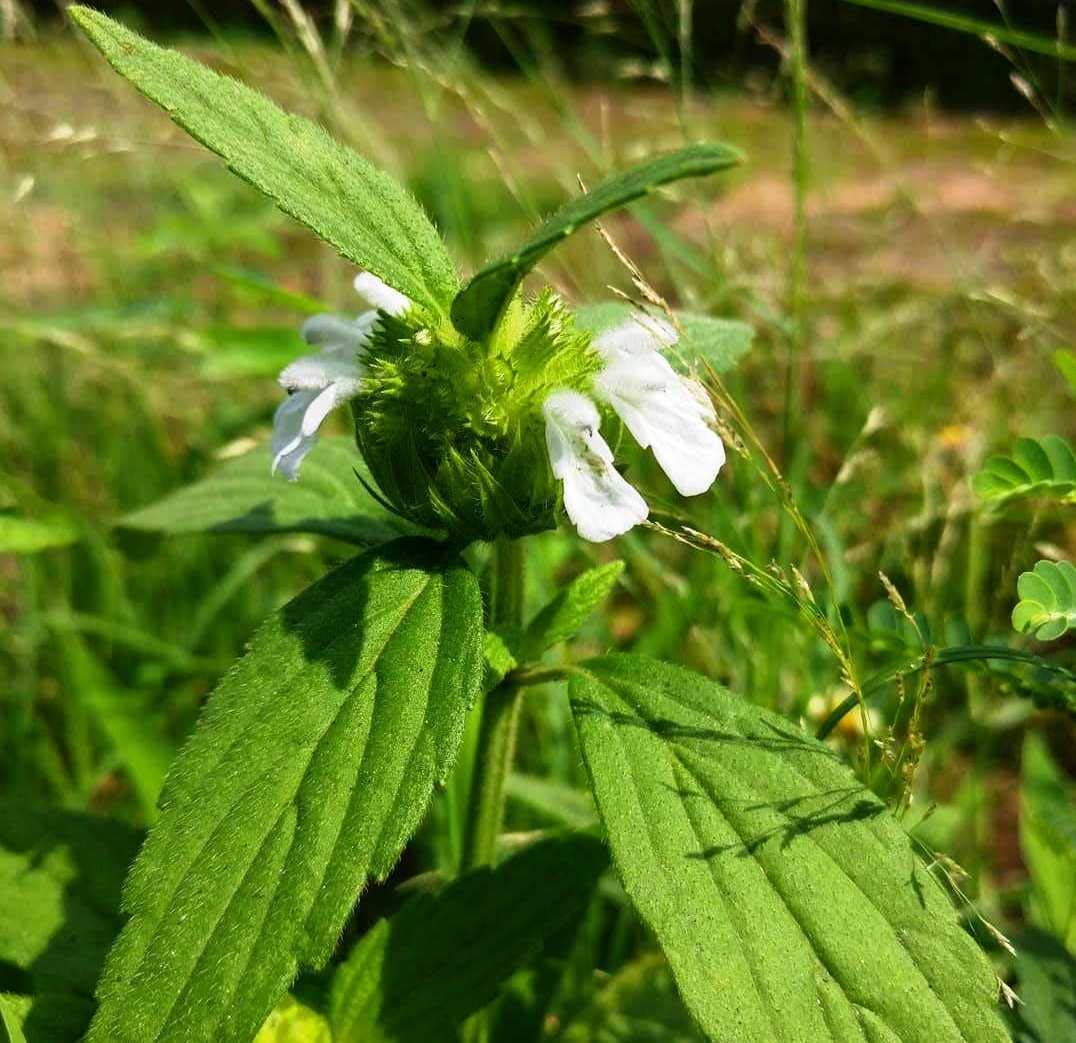 Kapebonavista® Bishkhapru Deldona Dronapushpi Chitrakshupa Dhurpisag ...