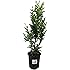 Amazon.com : Sandys Nursery Online Thuja Green Giant Arborvitae Live ...