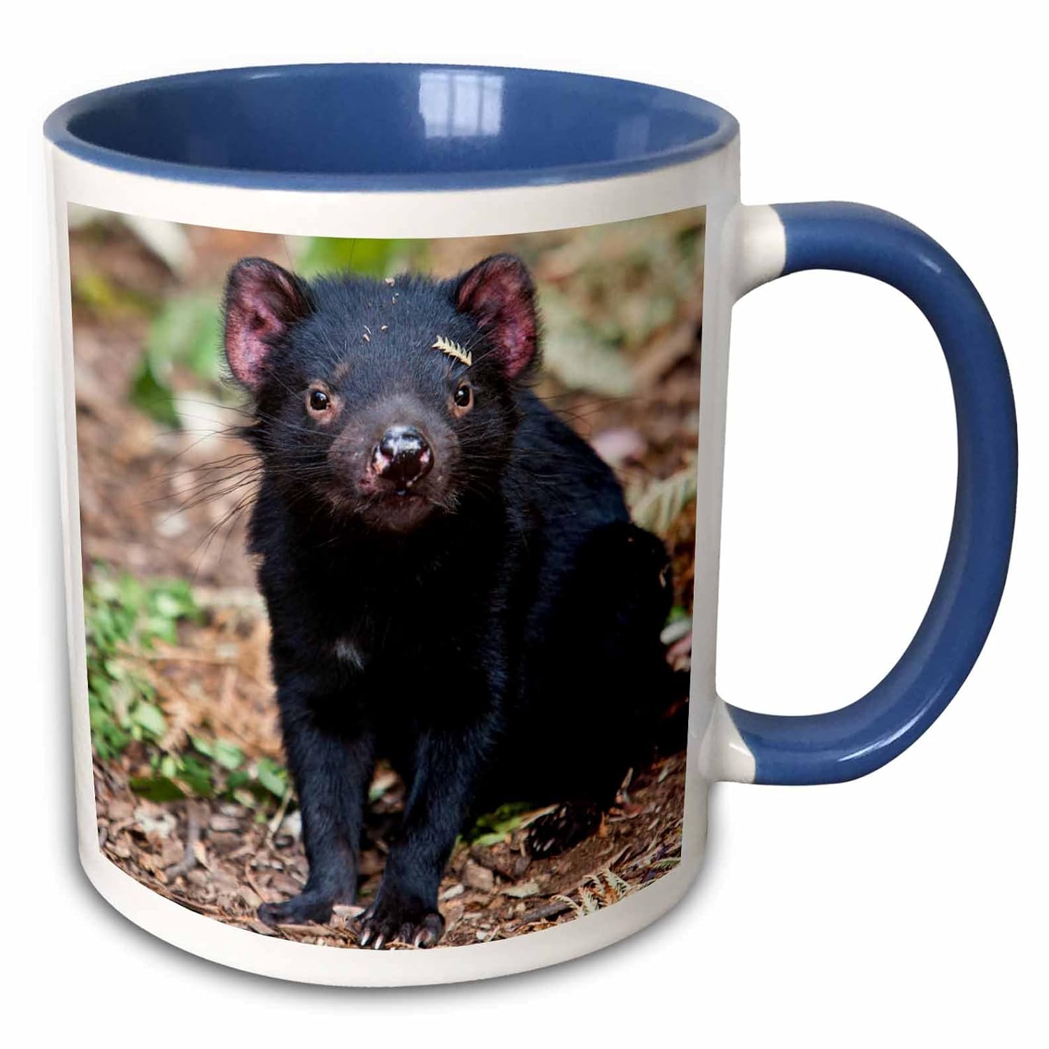 Amazon.com: 3dRose 133465_6 Tasmanian Devil Wildlife, Tasmania ...