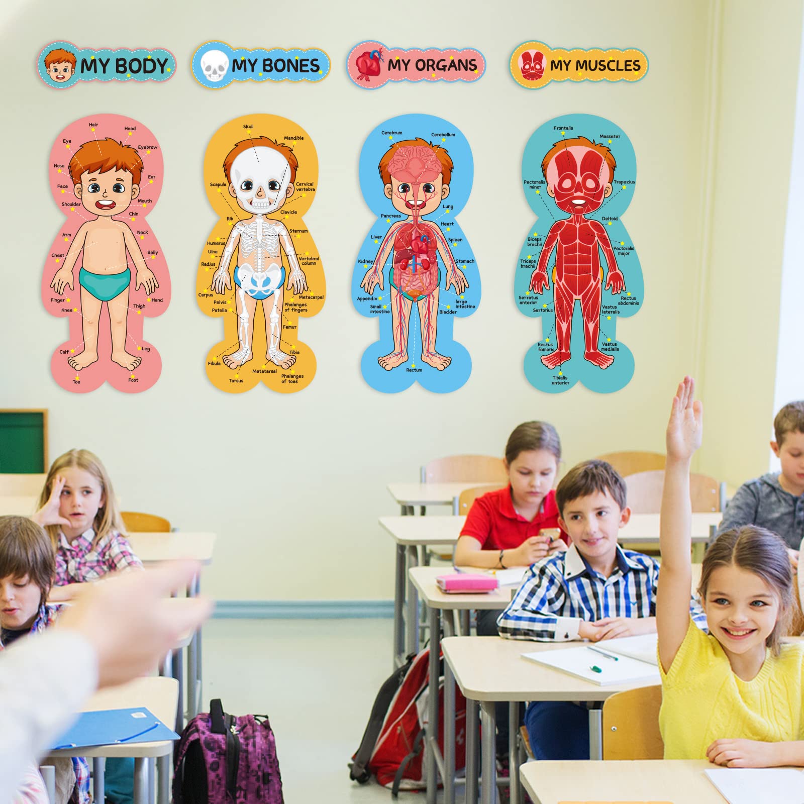 Mua Human Body Bulletin Board Set Human Body Educational Learning ...