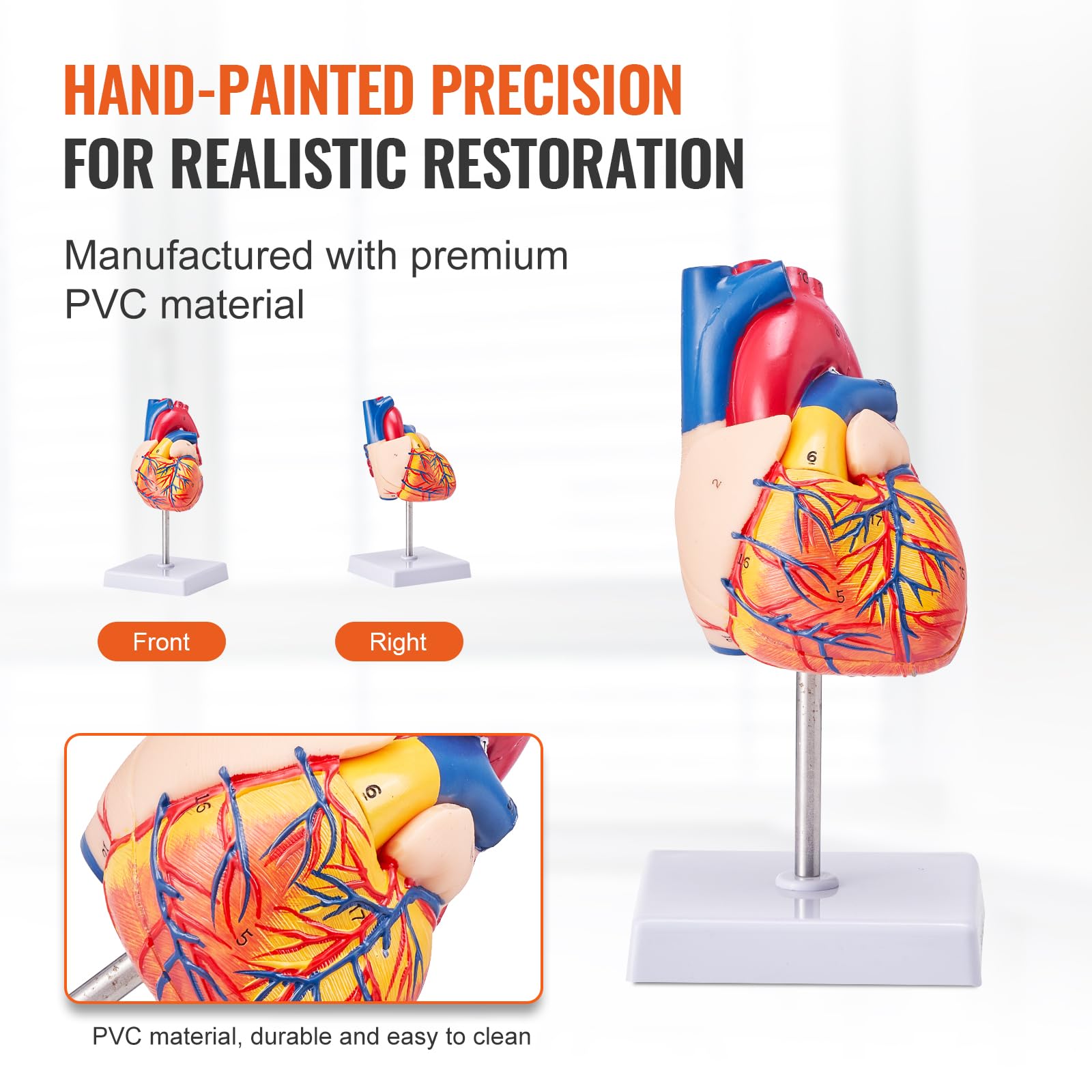 Mua VEVOR Human Heart Model, 2-Part 1:1 Life Size, Anatomically ...