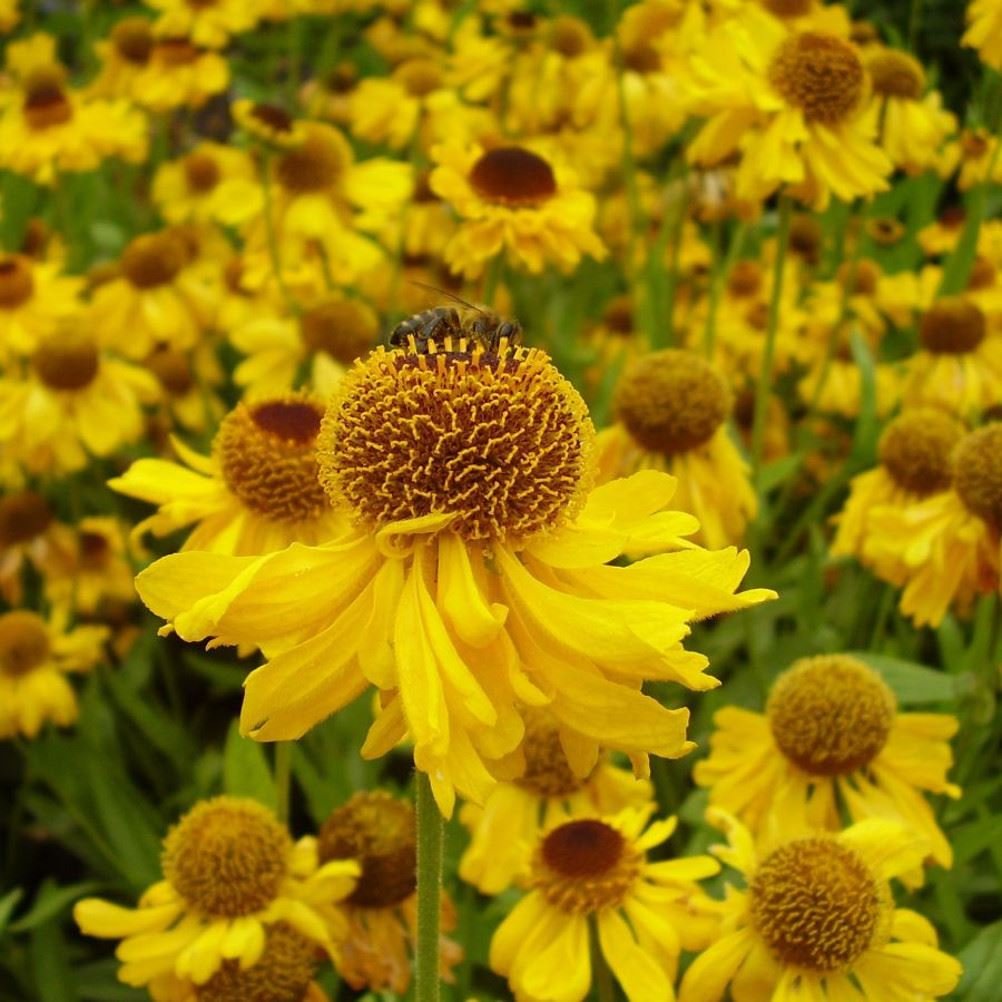 Helenium bigelovii The Bishop - Sneezeweed, Plant in 9 cm Pots: Amazon ...