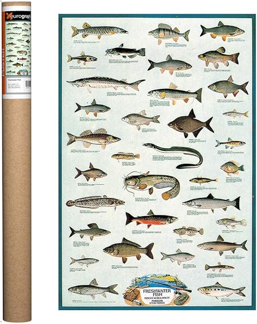 EuroGraphics Freshwater Fish Poster, 38.5 x 26.75 inch: Amazon.co.uk ...