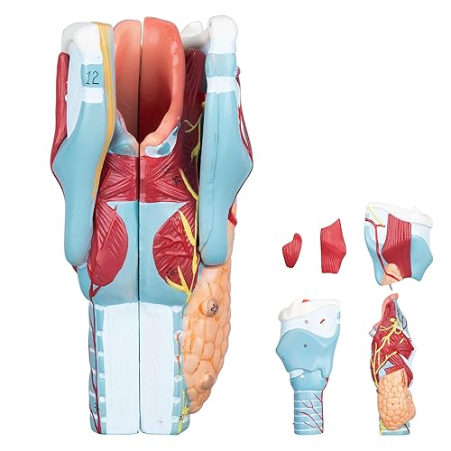 faruijie Larynx Model - 2X Enlarged Human Throat Model Scientific ...