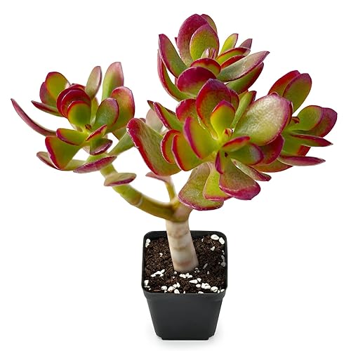 Sprout N Green Dwarf Jade - Crassula Ovata Crosby's Compact, Rare Cute ...