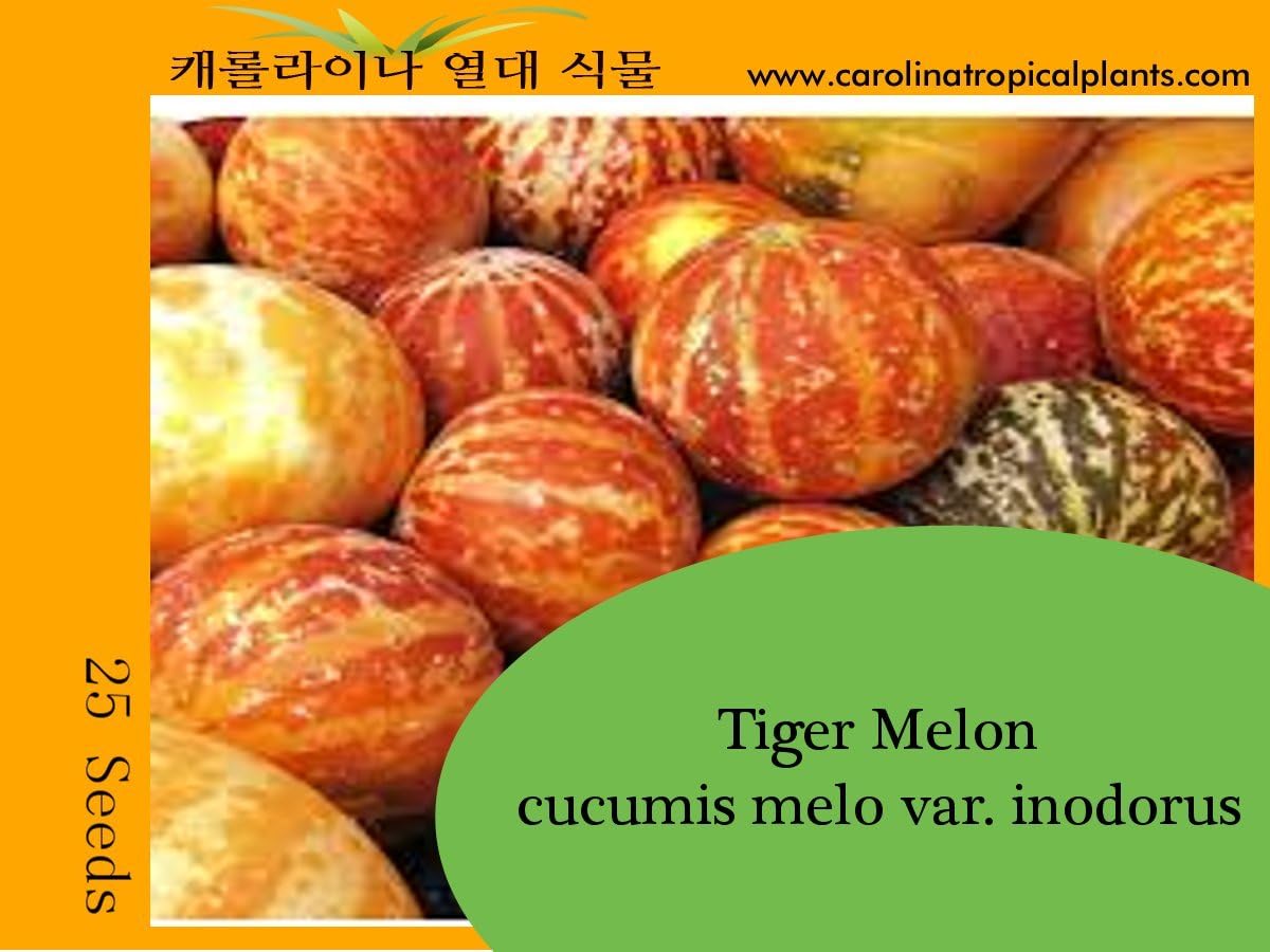 Amazon.com : Tiger Melon Seeds – 25 Seeds : Garden & Outdoor