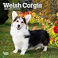 Welsh Corgis | 2025 7 x 14 Inch Monthly Mini Wall Calendar | BrownTrout ...