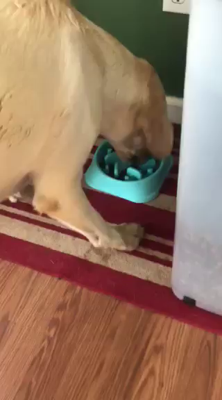 Amazon.com: Slow Feeder Bowl, DotPet Fun Interactive Feeder Bloat Stop ...