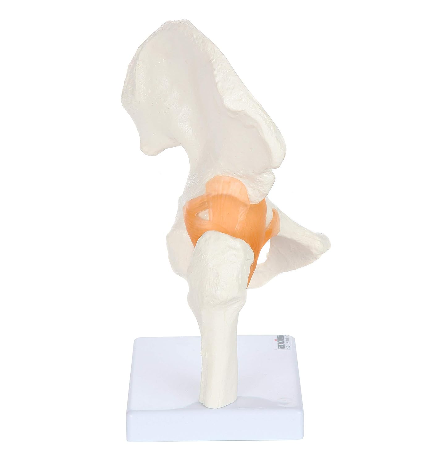 Model Details Bony Landmarks Hip Joint Model Has Flexible Ligaments ...
