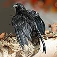 Amazon.com: Factory Direct Craft Artificial Black Feather Flying Crows ...