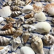 homeshop3000 Tropical Sea Shells Clams Snail Scallops Beach Decoration ...