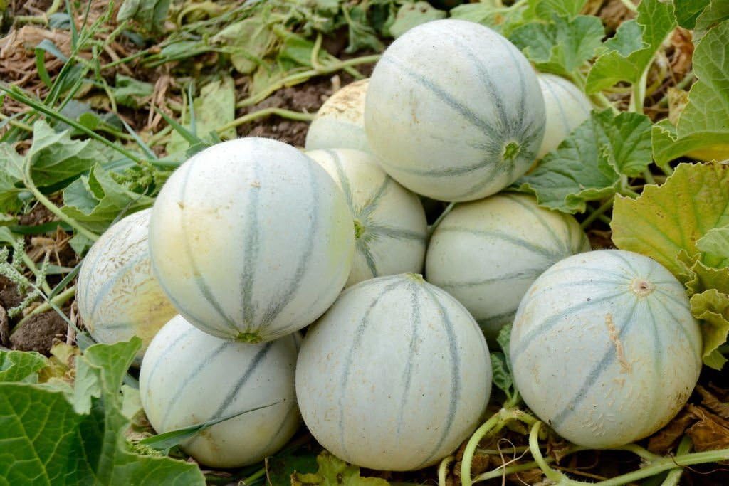 Amazon.com : New ORANGE FLESH HONEYDEW Tasty Sweet Melon Organic Non ...