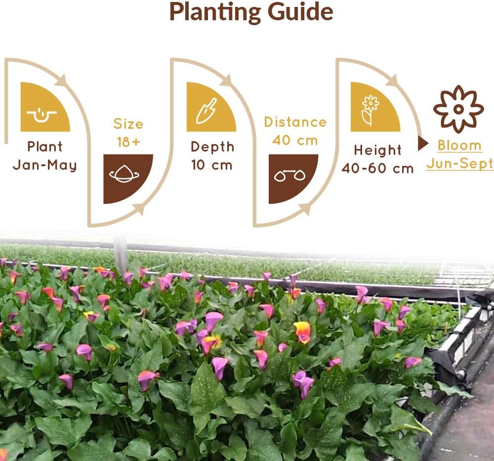 1 x Calla Lily Pasja – Changes from Shades of Deep Purple to Light Pink ...