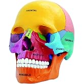 Amazon.com: EVOTECH SCIENTIFIC Mini Human Skull Model, Didactic 15 ...