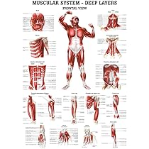 Muscular System HD Wallpapers Pxfuel