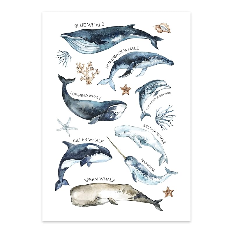 Whale Names Print, Nautical Boy's Room Wall Art, Types of Whales Poster ...