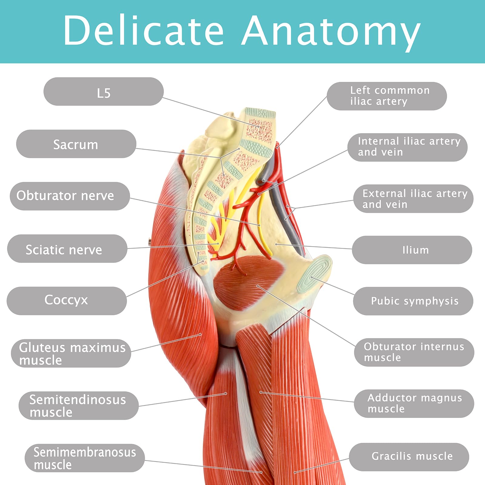Mua EVOTECH Human Leg Muscles Anatomy Model, Life Size 14 Parts Removable Human Leg Anatomy ...