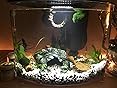 Amazon.com: Tetra Crescent aquarium Kit 5 Gallons, Curved-Front Tank ...