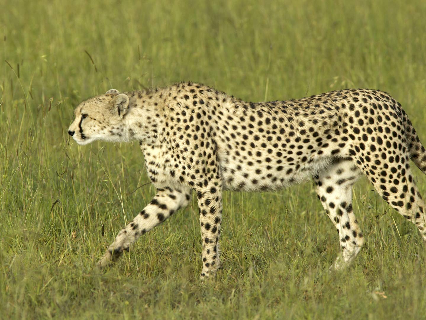 Watch Animal Battlegrounds - Season 1 | Prime Video