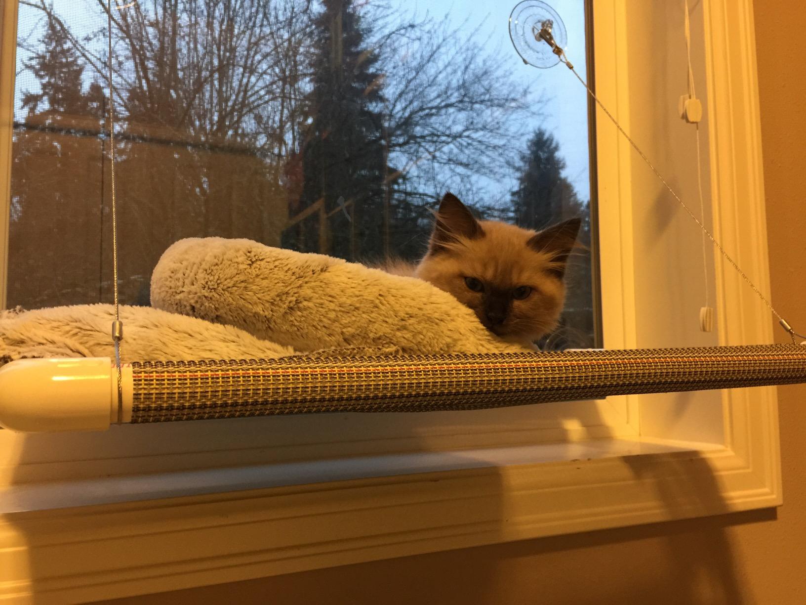 Pictures – Kitty Cot Original™