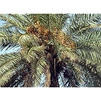 Amazon.com : 1 Live Plant Medjool Date Palm Tree | Phoenix Dactylifera ...