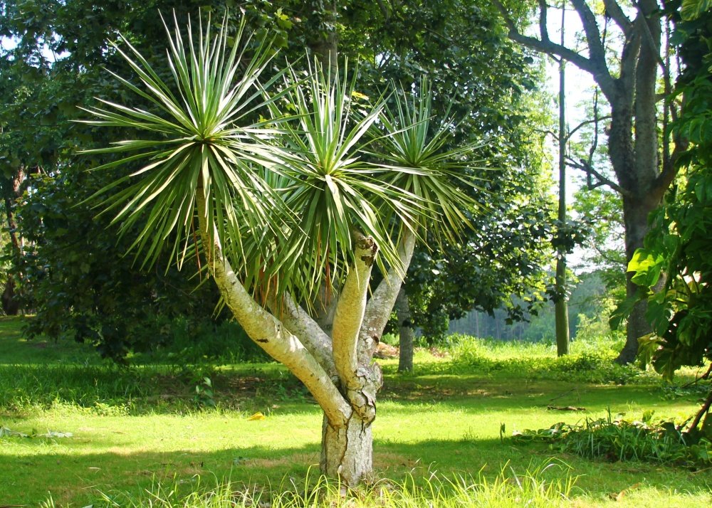 Dragon Tree 5 seeds SAFLAX Dracaena Draco Home & Garden Store Trees