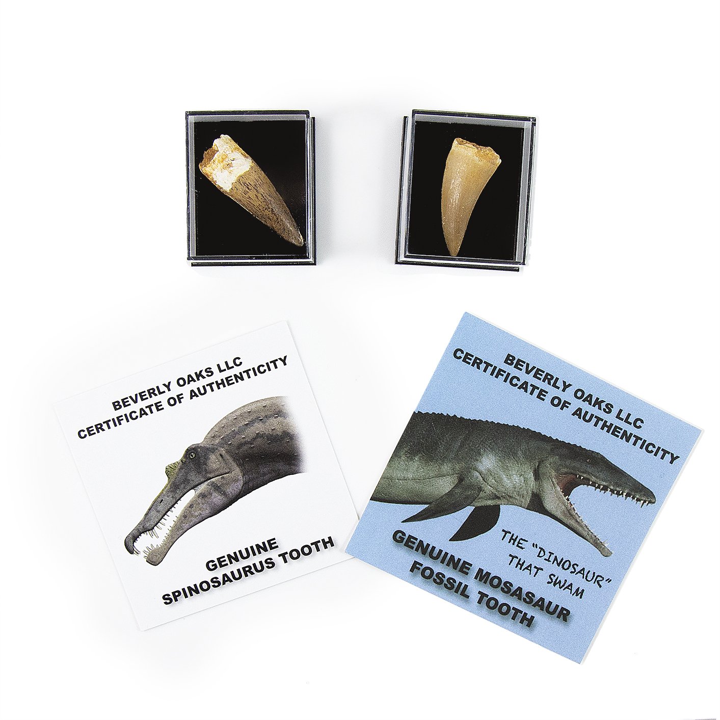 Set of 2 Authentic Dinosaur Teeth Fossils (1 Mosasaur Tooth and 1 ...