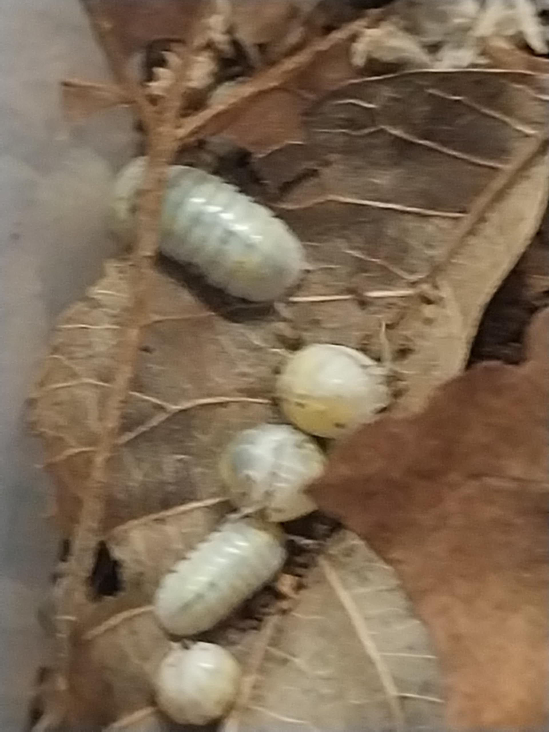 Mua Combo 5+ Magic Potion Isopod and Springtail Culture, Terrarium ...