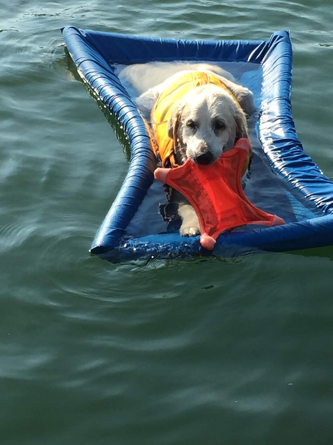 Stay Safe & Have Fun Boating with Your Dog