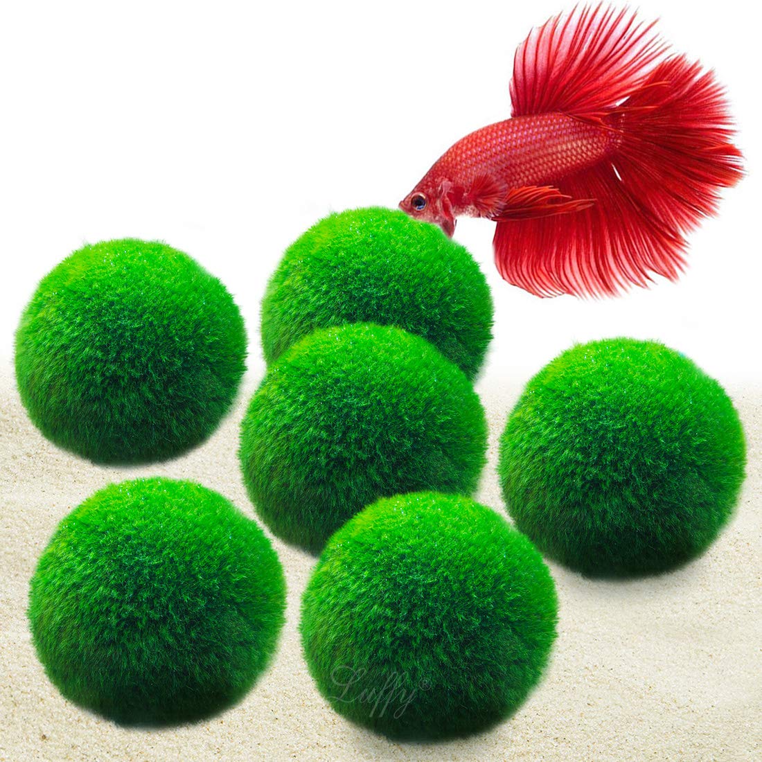 Buy 6 LUFFY Giant Marimo Moss Balls (1.5”) --- Aesthetically Beautiful ...
