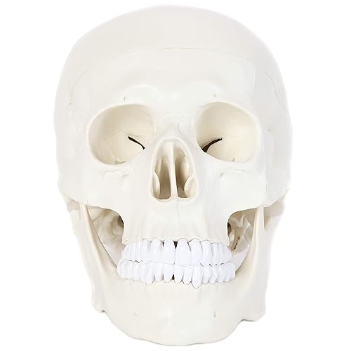 Anatomy Lab Human Skull Model, 3 Part Life Size Anatomical Human Skull ...