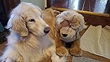 Amazon.com: Douglas Honey Golden Retriever Dog Plush Stuffed Animal ...