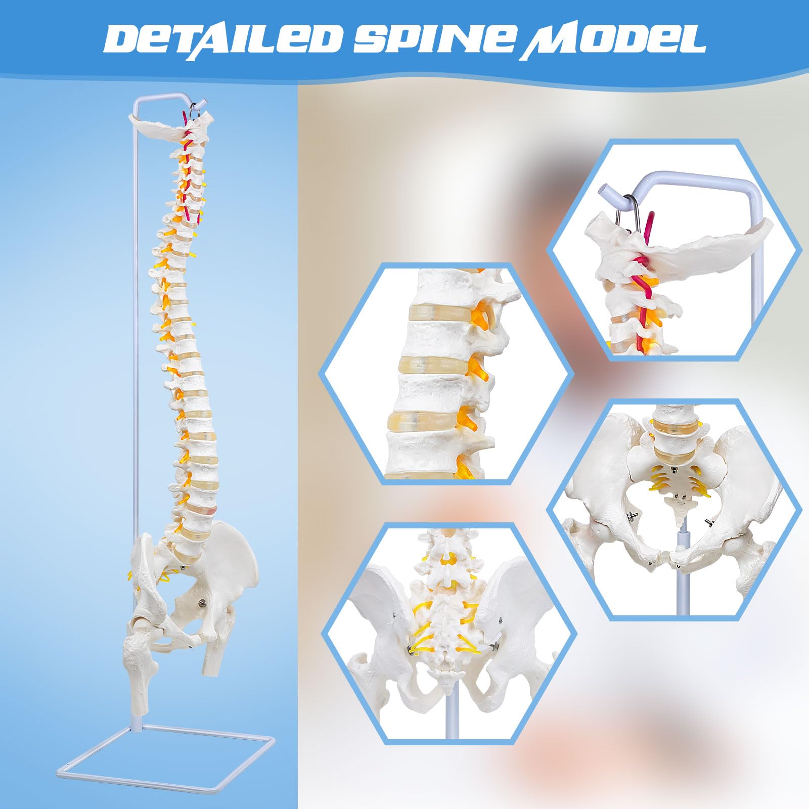 Mua 2024 Flexible Spine Model, 34.6" Life Size Spinal Cord Model ...