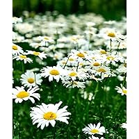 Amazon.com : Chrysanthemum Creeping Daisy Low Growing Ground Cover ...