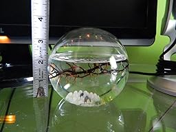 Amazon.com : EcoSphere Closed Aquatic Ecosystem, Small Sphere ...