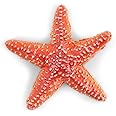 Amazon.com: Papo - hand-painted - figurine - Marine Life - Starfish ...
