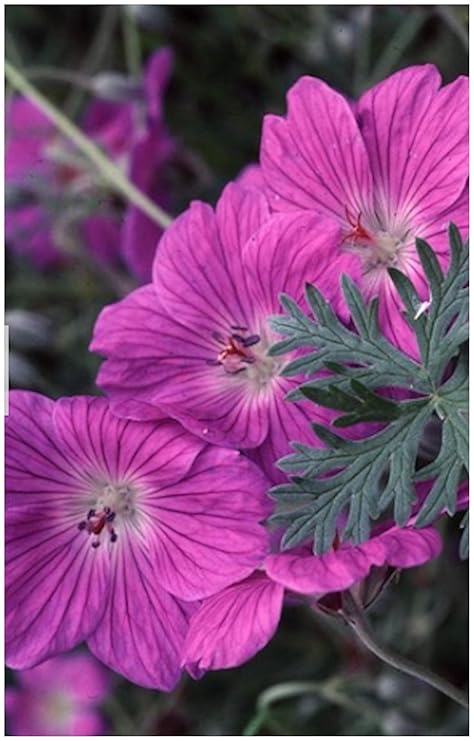 6 HARDY GERANIUM ROBUSTUM 'SILVER CLOAK' MEDIUM PLUG PLANTS - HARDY ...