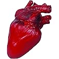 Amazon.com: Loftus International Bloody Realistic Heart Halloween ...