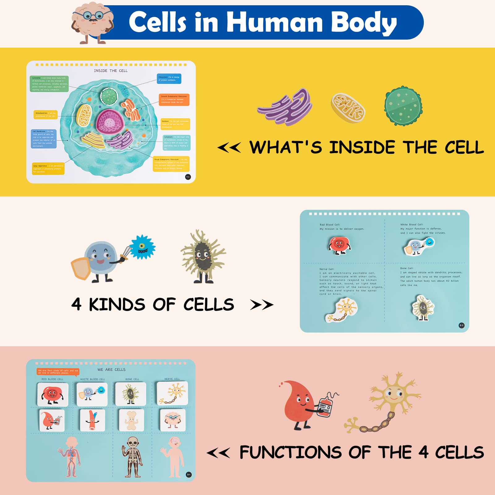 Mua Freebear Montessori Busy Book for Kids, Human Body Anatomy Book for ...