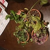 Amazon.com : KaBloom Live Plant Collection: Set of 4 Live Plants in a 3 ...