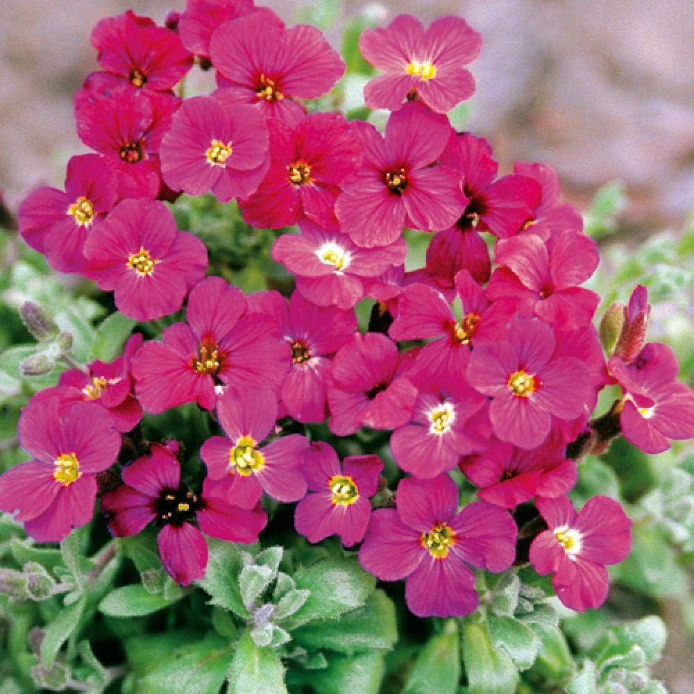 100 Aubrieta Royal Red Seeds - Aubretia Red Perennial Seeds: Amazon.co ...