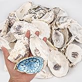Amazon.com: 20PCS Flat Oyster Shells 3"-4" Medium Oyster Shells for ...