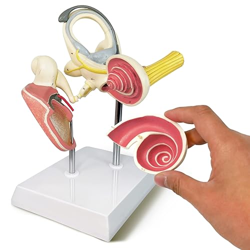 Inner Ear Model Labyrinth Model, Cochlea Semicircular Canal Vestibule ...